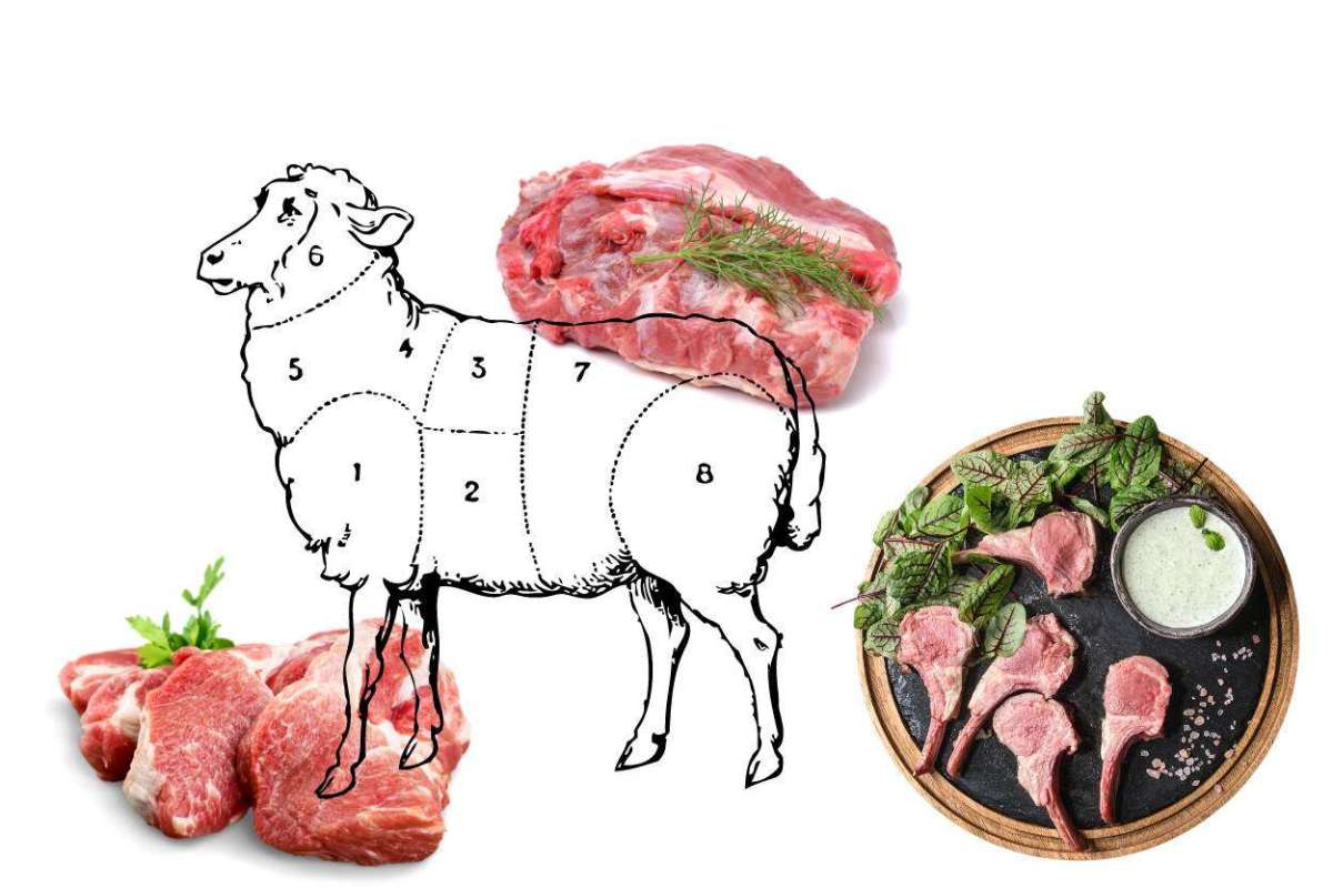 Lamm: Einteilung, Fleischteile, Salzwiesenlamm | g-wie-gastro